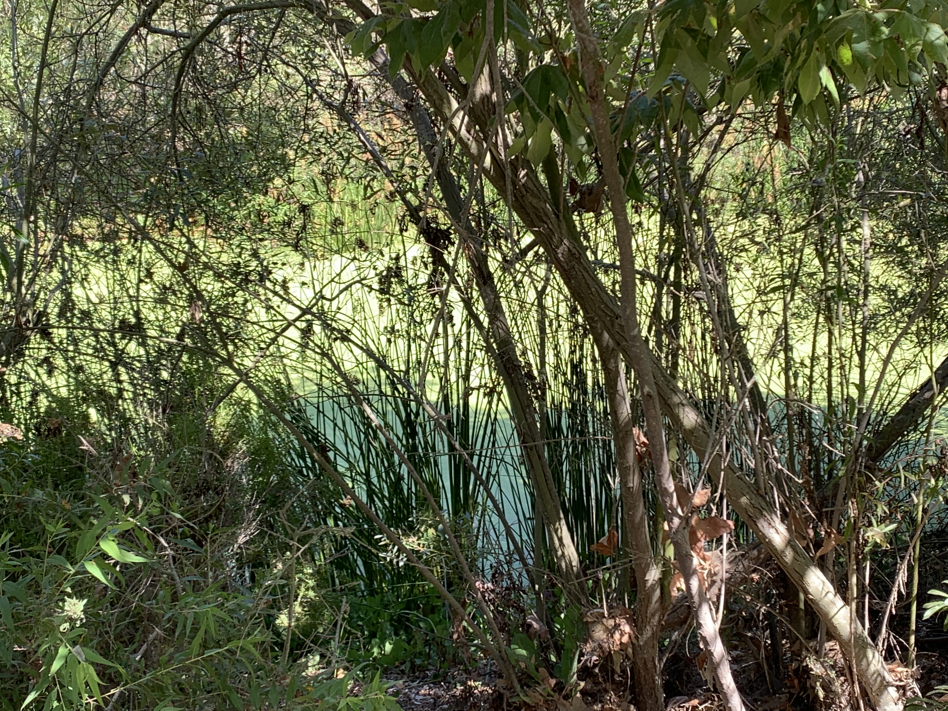 Neighborhood Nature Walk With Cindy | Los Angeles Public Library