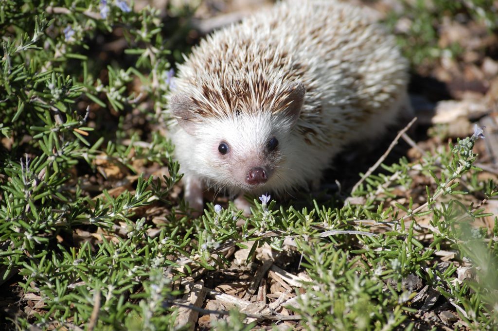 Critter Squad: Wildlife Defenders | Los Angeles Public Library